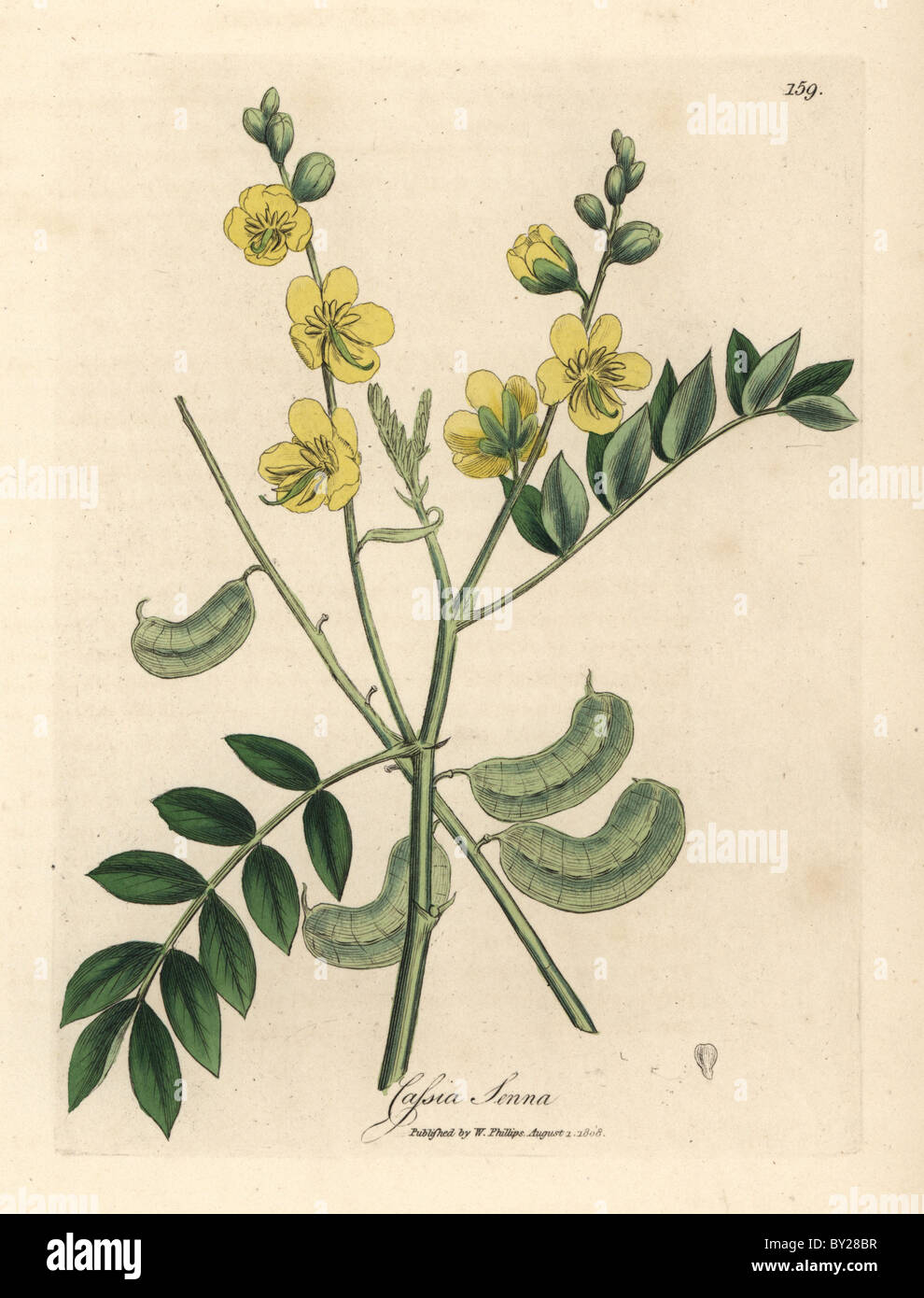 Senna Hebecarpa Seed Pods