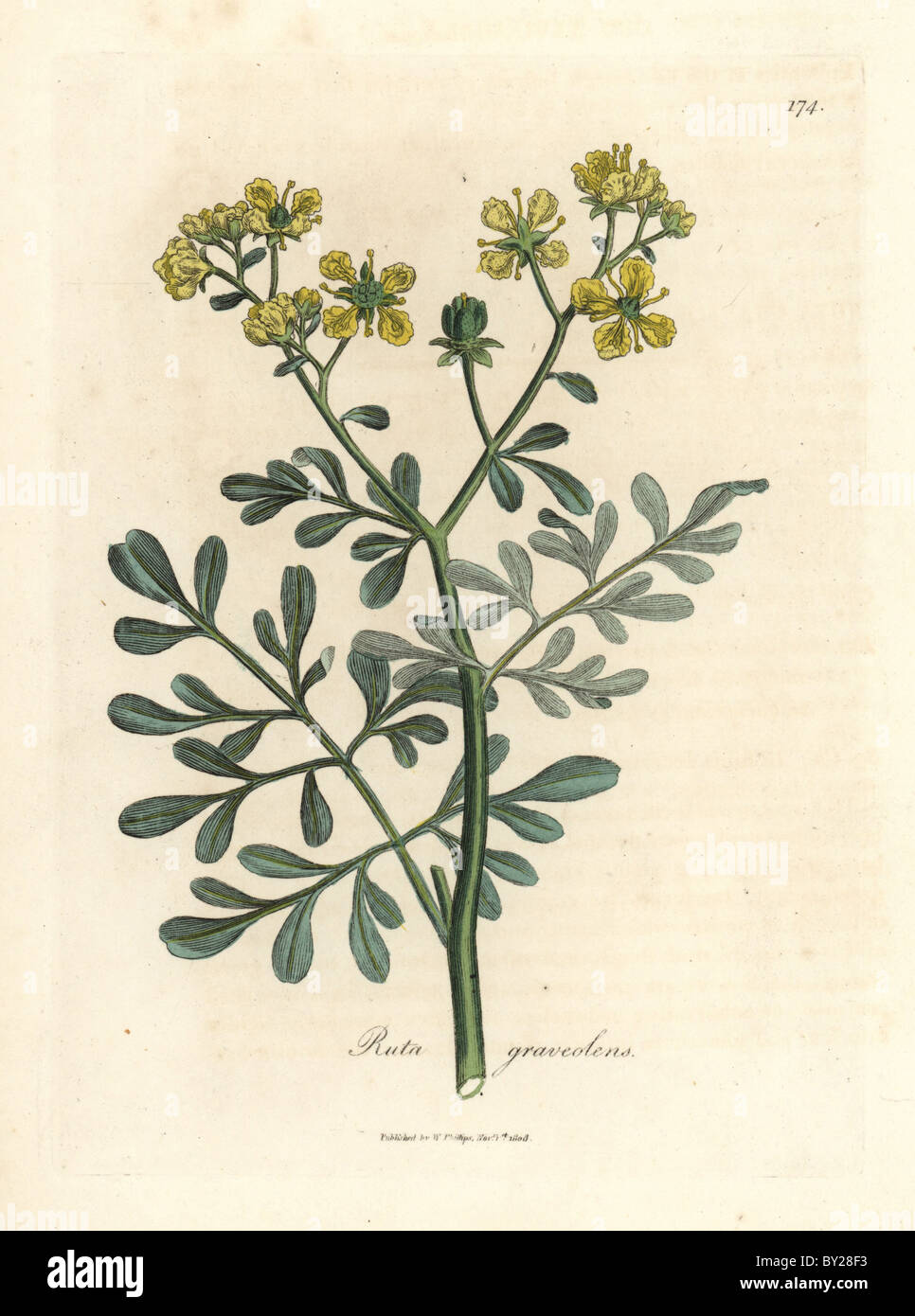 Yellow flowered rue, Ruta graveolens Stock Photo - Alamy