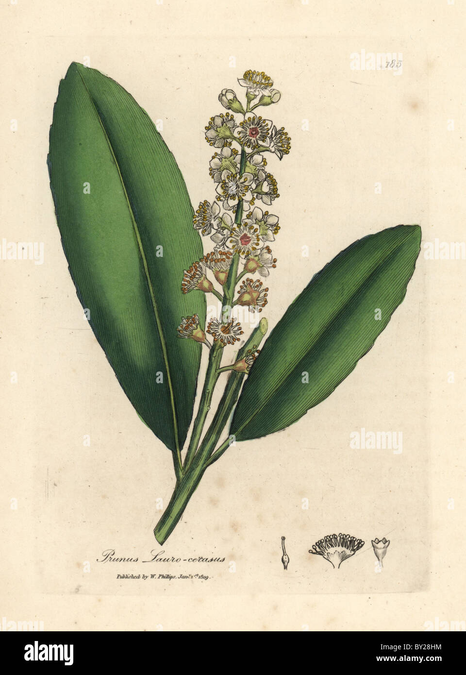 White laurel hi-res stock photography and images - Alamy