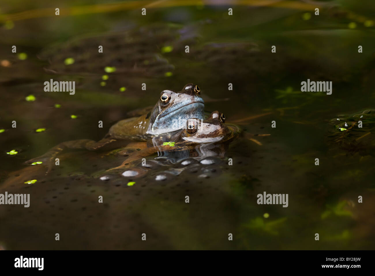 Aquatic frog hi-res stock photography and images - Alamy