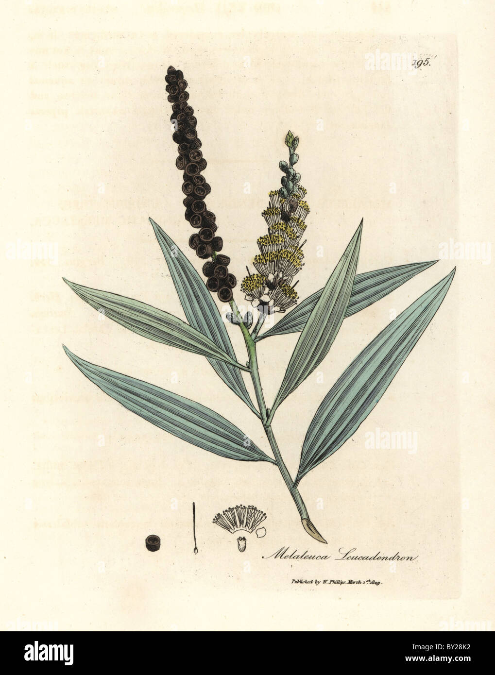 Yellow flowered cajeput tree, or aromatic melaleuca tree, Melaleuca ...