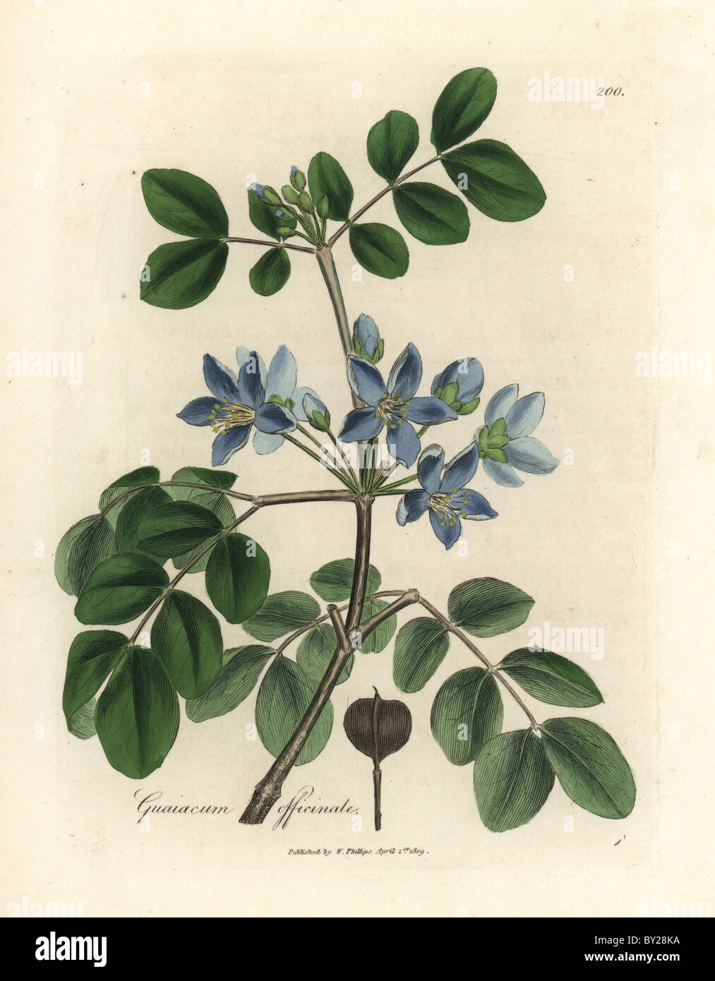 Guaiacum officinale hi-res stock photography and images - Alamy