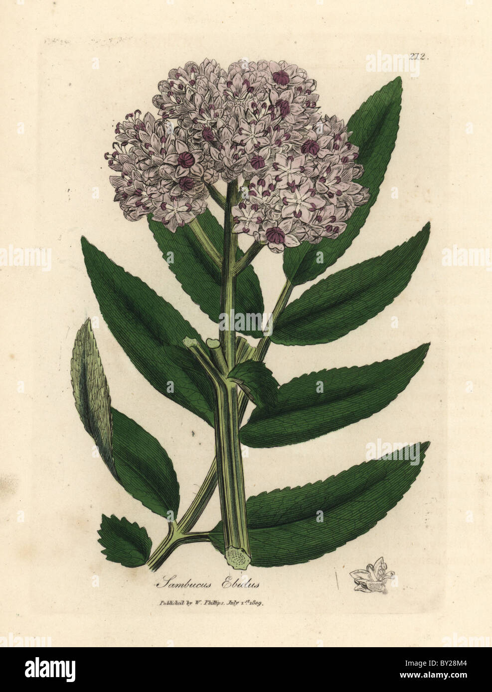 Purple flowered dwarf elder tree, Sambucus ebulus Stock Photo - Alamy