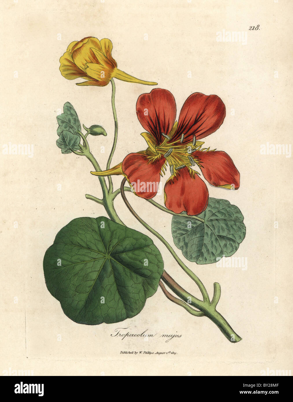 Scarlet cress hi-res stock photography and images - Alamy
