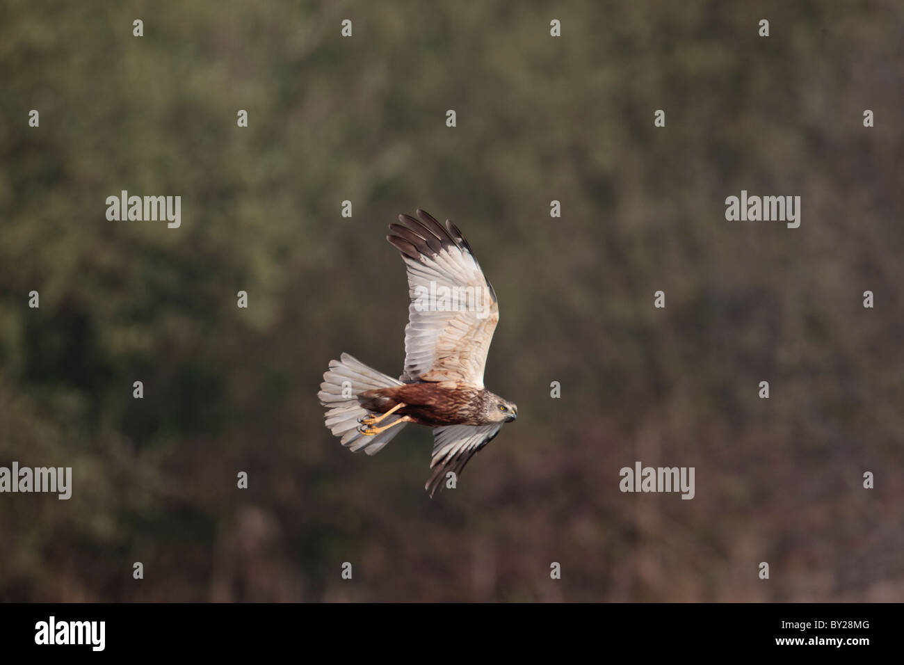 Marsh harrier in flight against a background of woodland trees Stock ...
