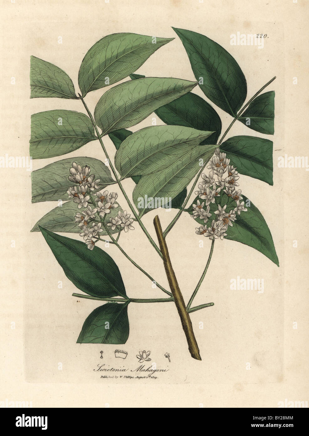 Mahogany tree hi-res stock photography and images - Alamy