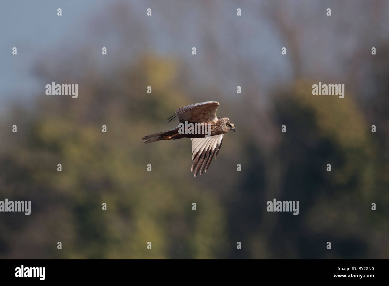 Marsh harrier in flight against a background of woodland trees Stock ...