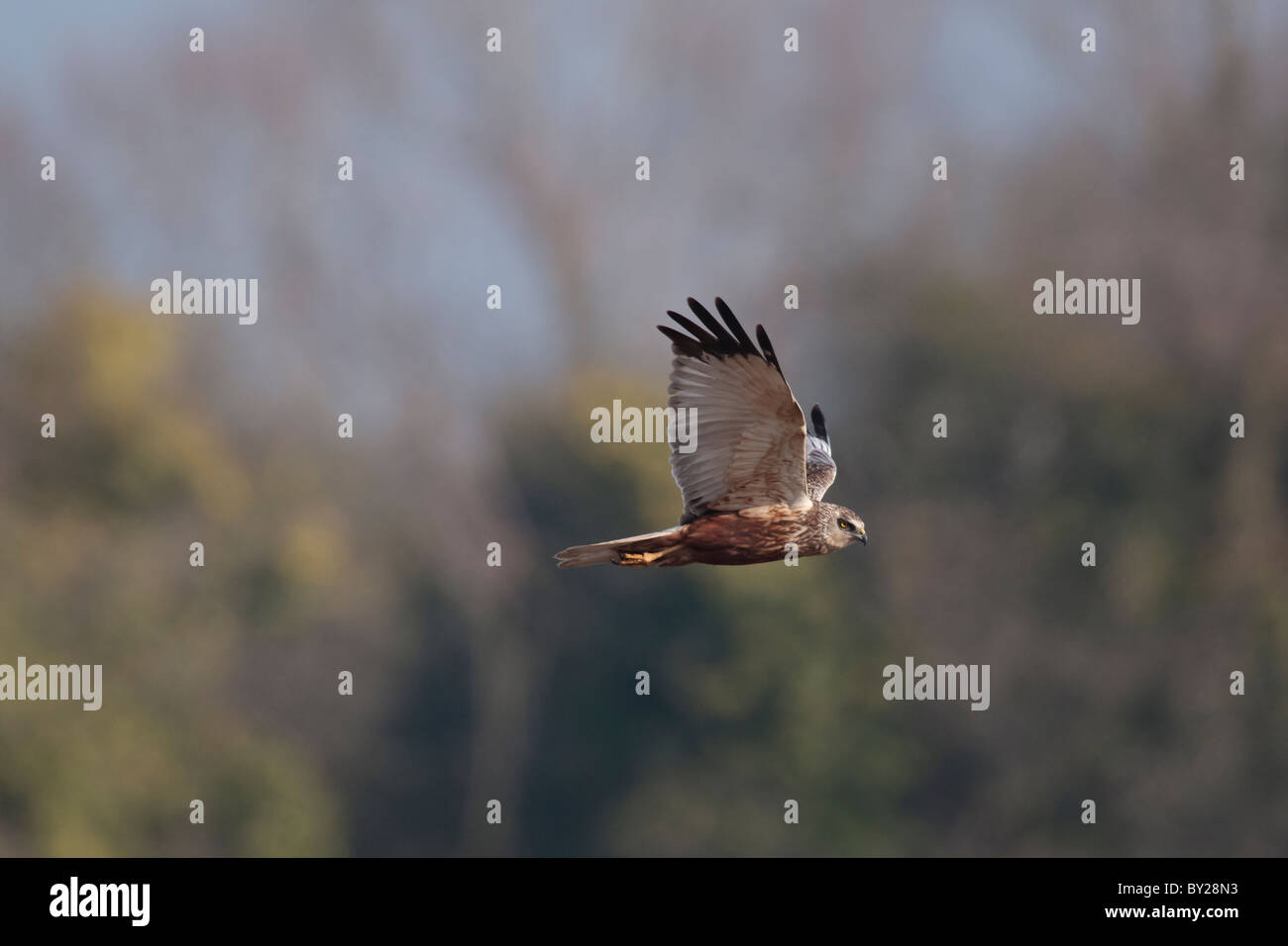 Marsh harrier in flight against a background of woodland trees Stock ...