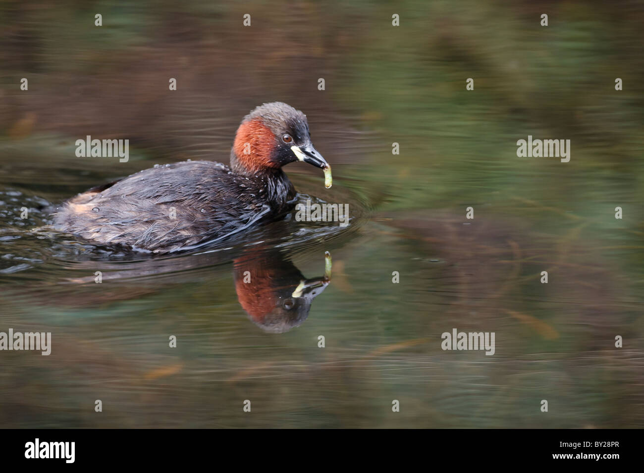 Little grebe or dab chick swimming on a dark green lake Stock Photo - Alamy