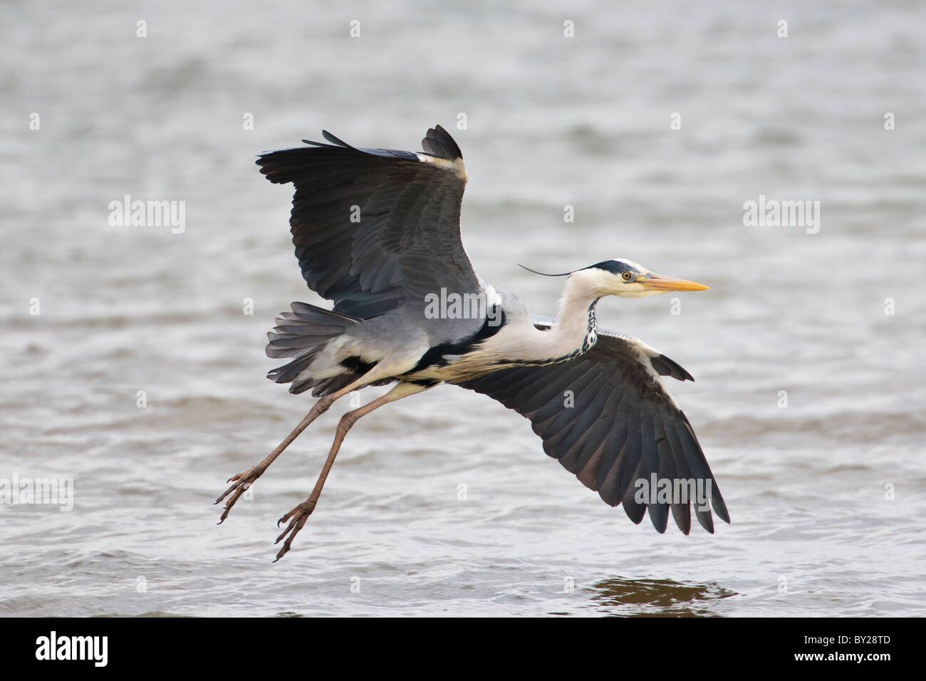 Grey heron taking off from grey choppy water. T Stock Photo - Alamy