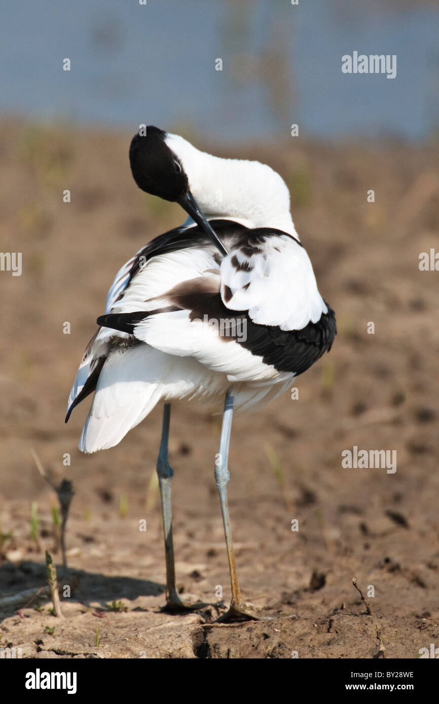 Avocet legs hi-res stock photography and images - Alamy