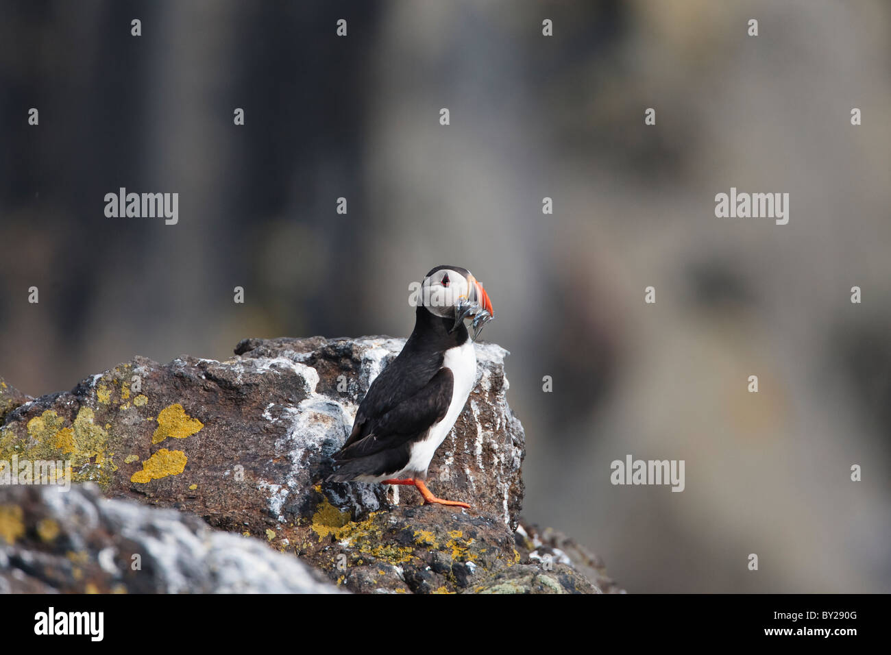 Osprey feet hi-res stock photography and images - Alamy