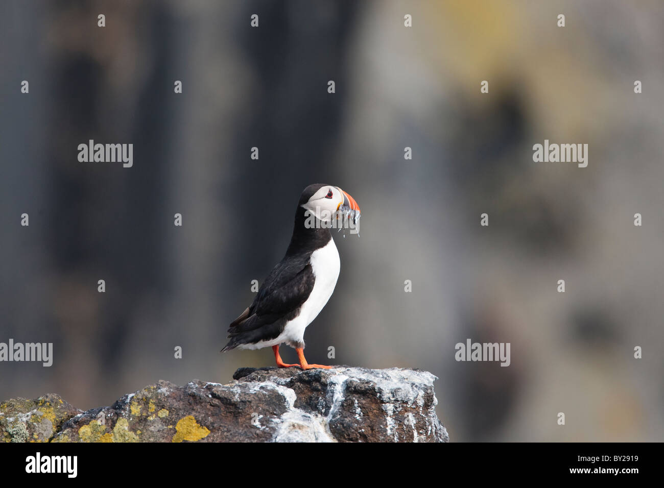 Puffin diving fish water hi-res stock photography and images - Alamy