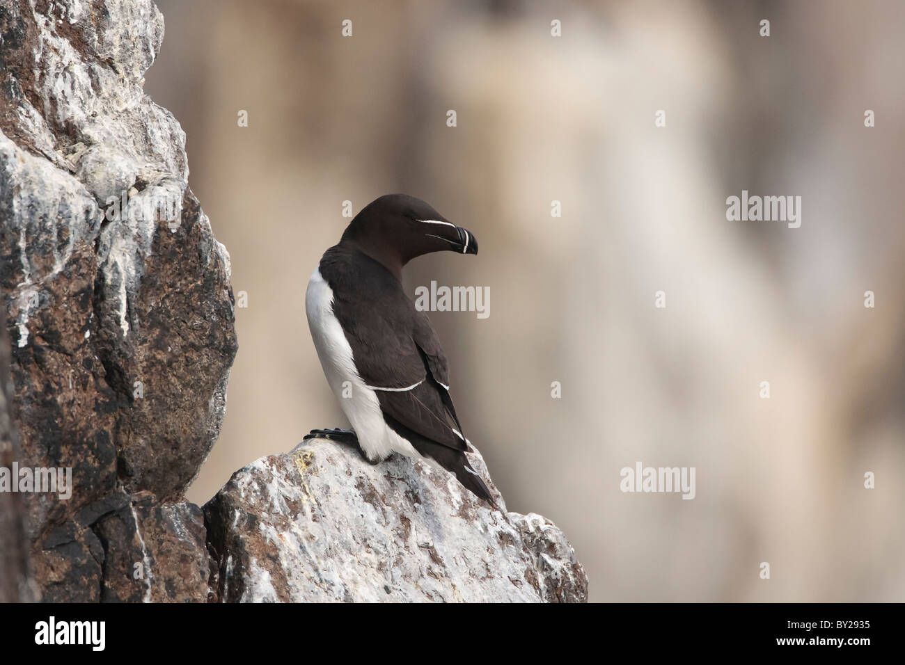 Razorbill peched on a rock ledge looking out to sea Stock Photo - Alamy