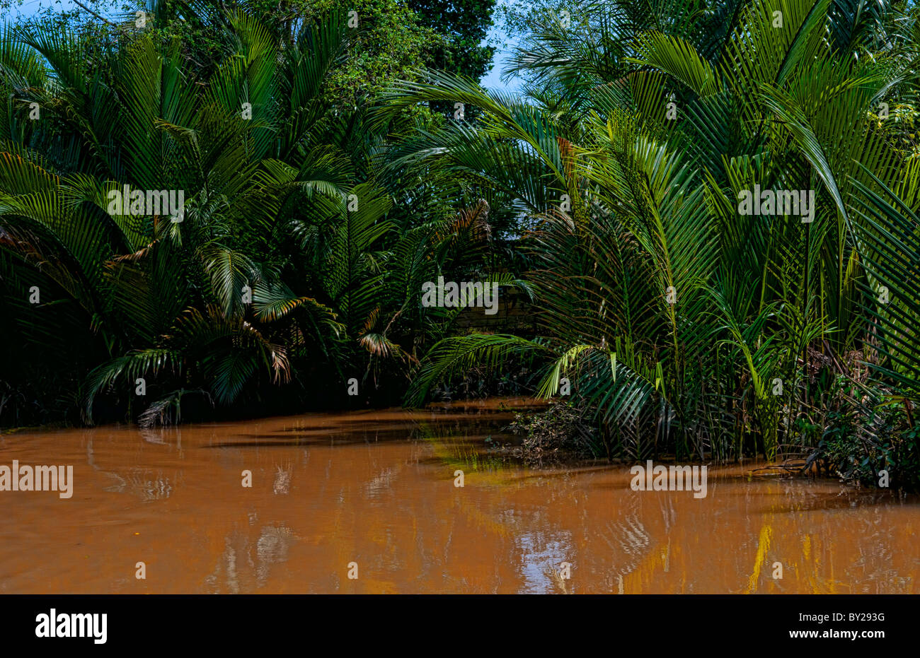 Mekong Delta water river swamps of green muddy water from boating below ...