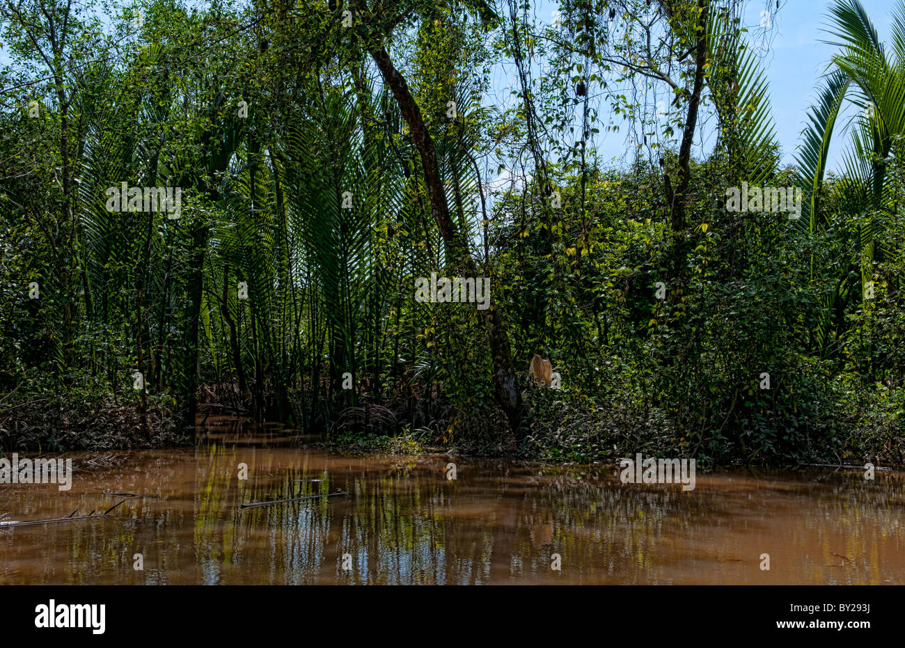 Mekong Delta water river swamps of green muddy water from boating below ...