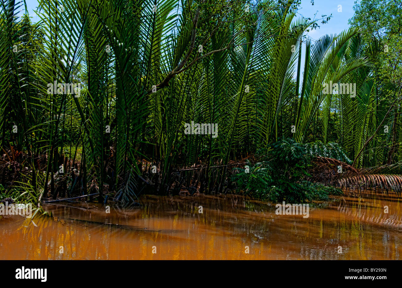 Mekong Delta water river swamps of green muddy water from boating below ...