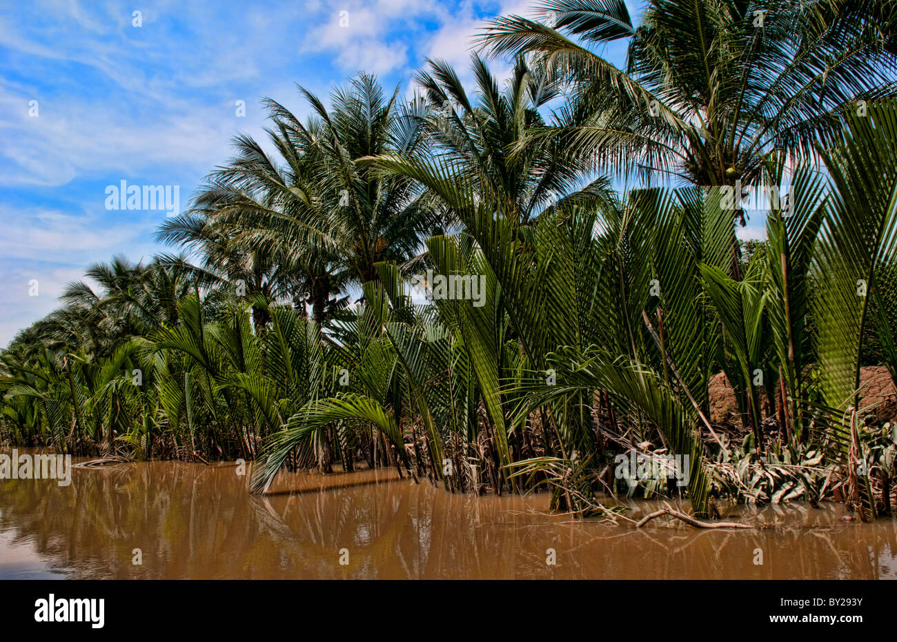 Mekong Delta water river swamps of green muddy water from boating below ...