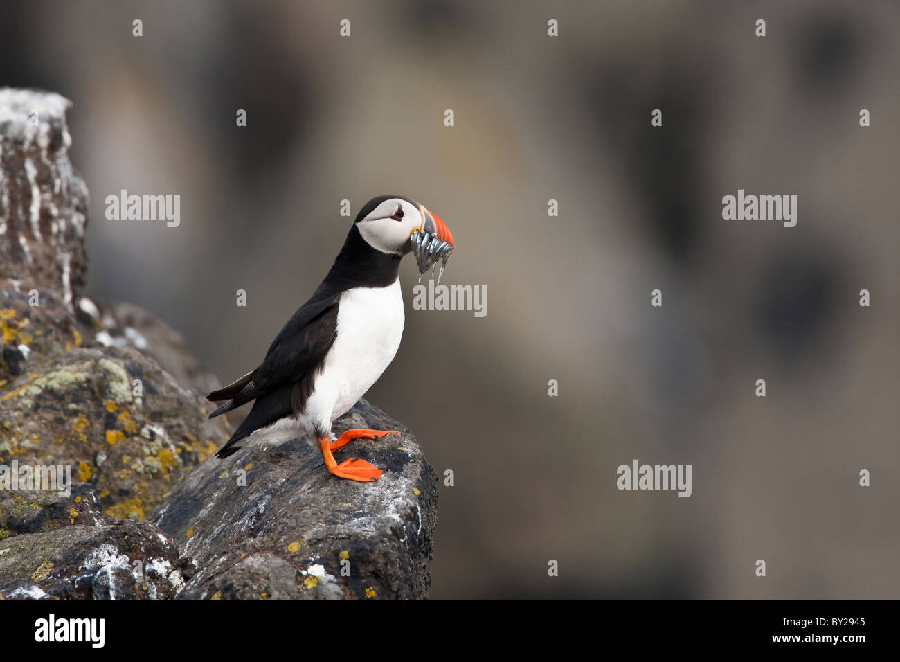 Puffin with a beak full of fish standing on a rock edge Stock Photo - Alamy