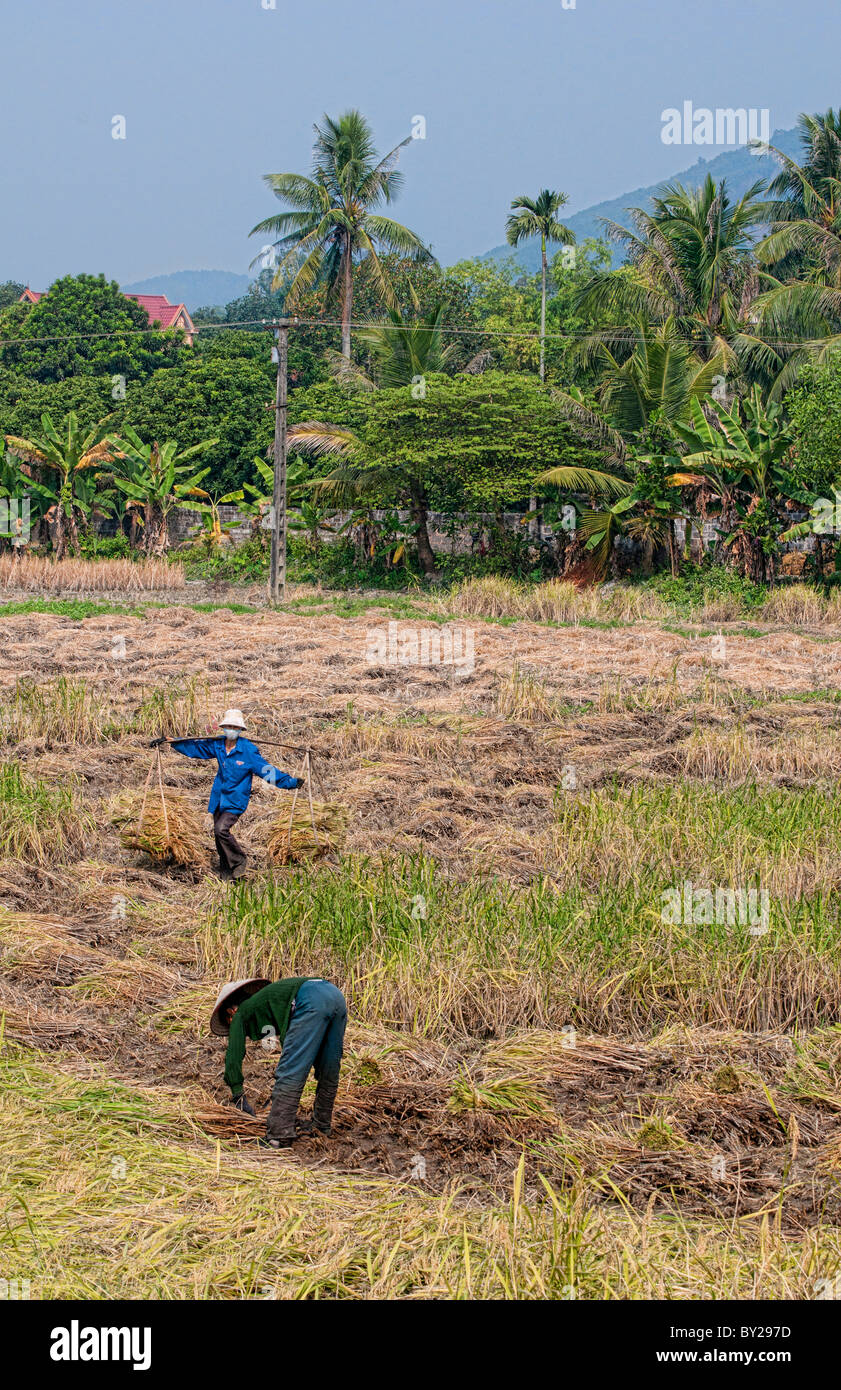 Picturesque scene of rice workers with straw hats on farm collecting ...