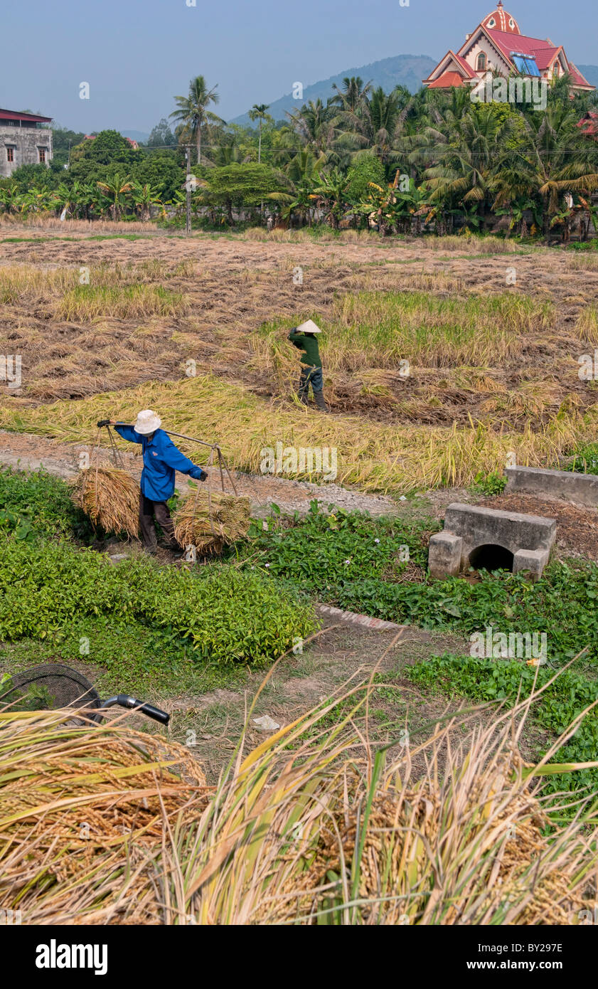 Picturesque scene of rice workers with straw hats on farm collecting ...