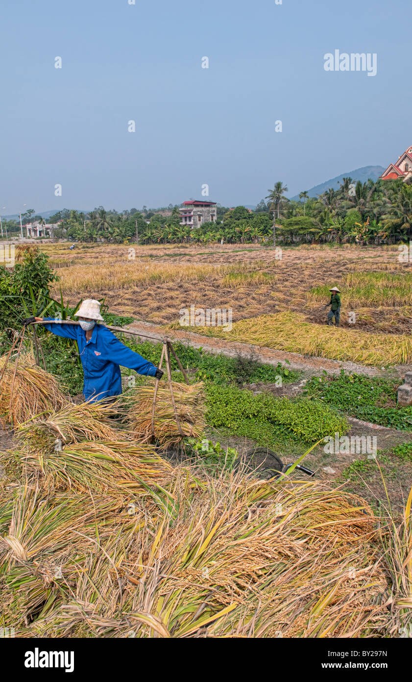 Picturesque scene of rice workers with straw hats on farm collecting ...