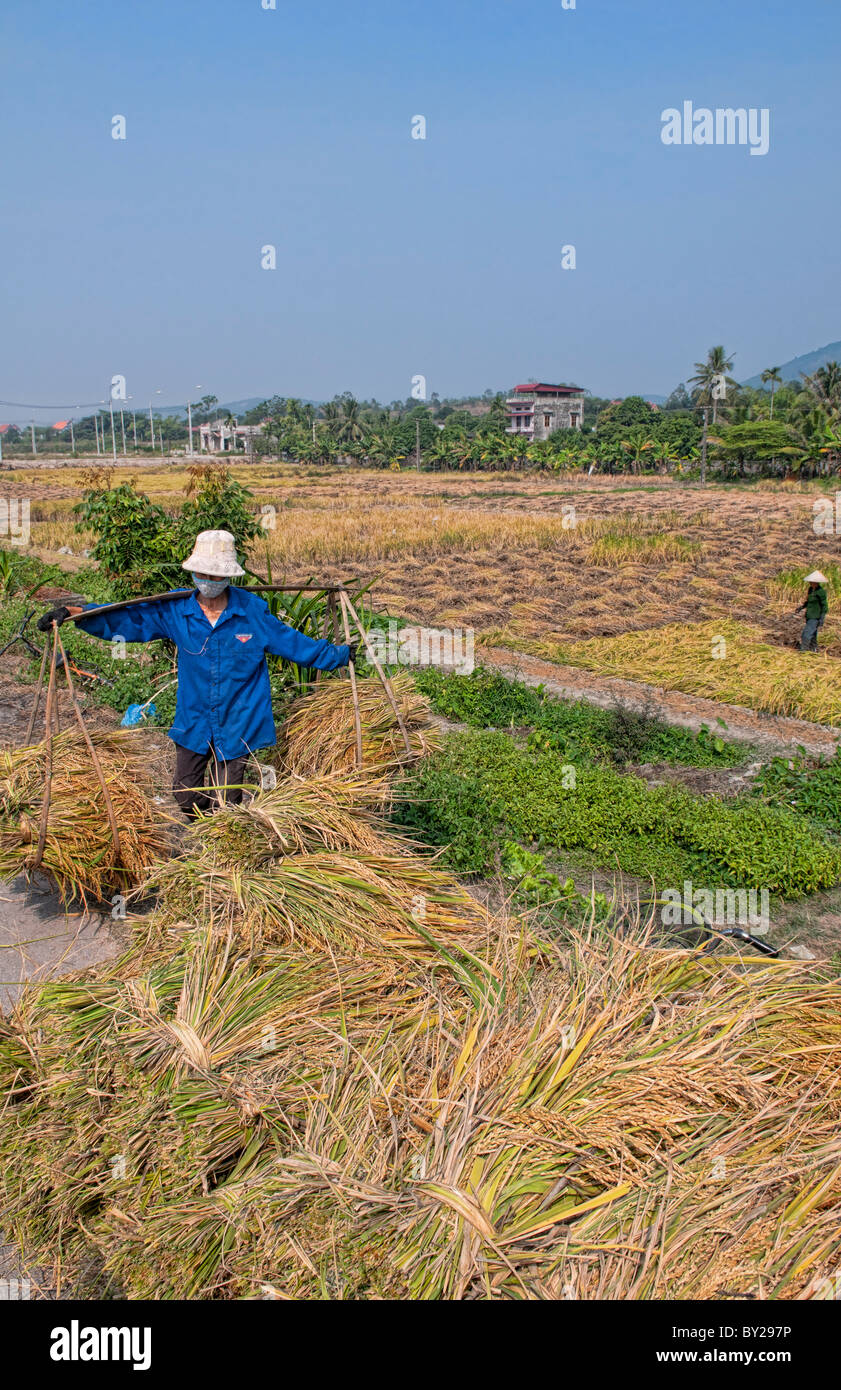Picturesque scene of rice workers with straw hats on farm collecting ...