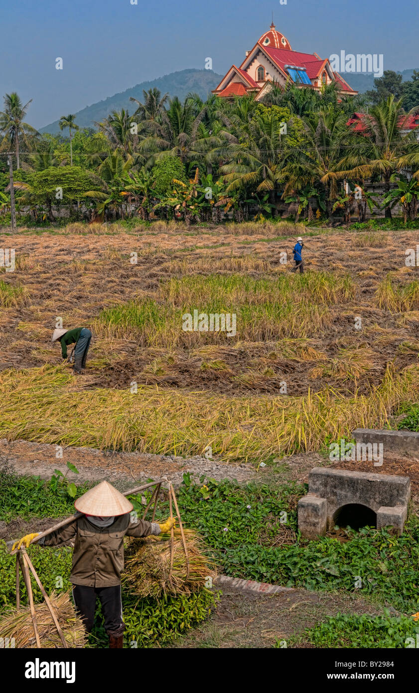 Collecting rice straw hi-res stock photography and images - Alamy