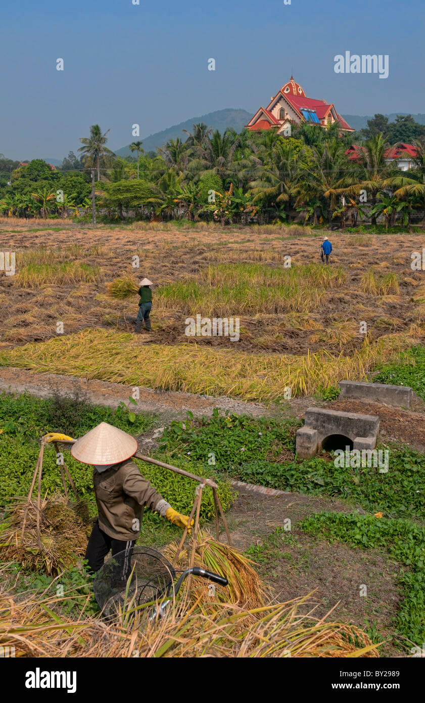 Picturesque scene of rice workers with straw hats on farm collecting ...