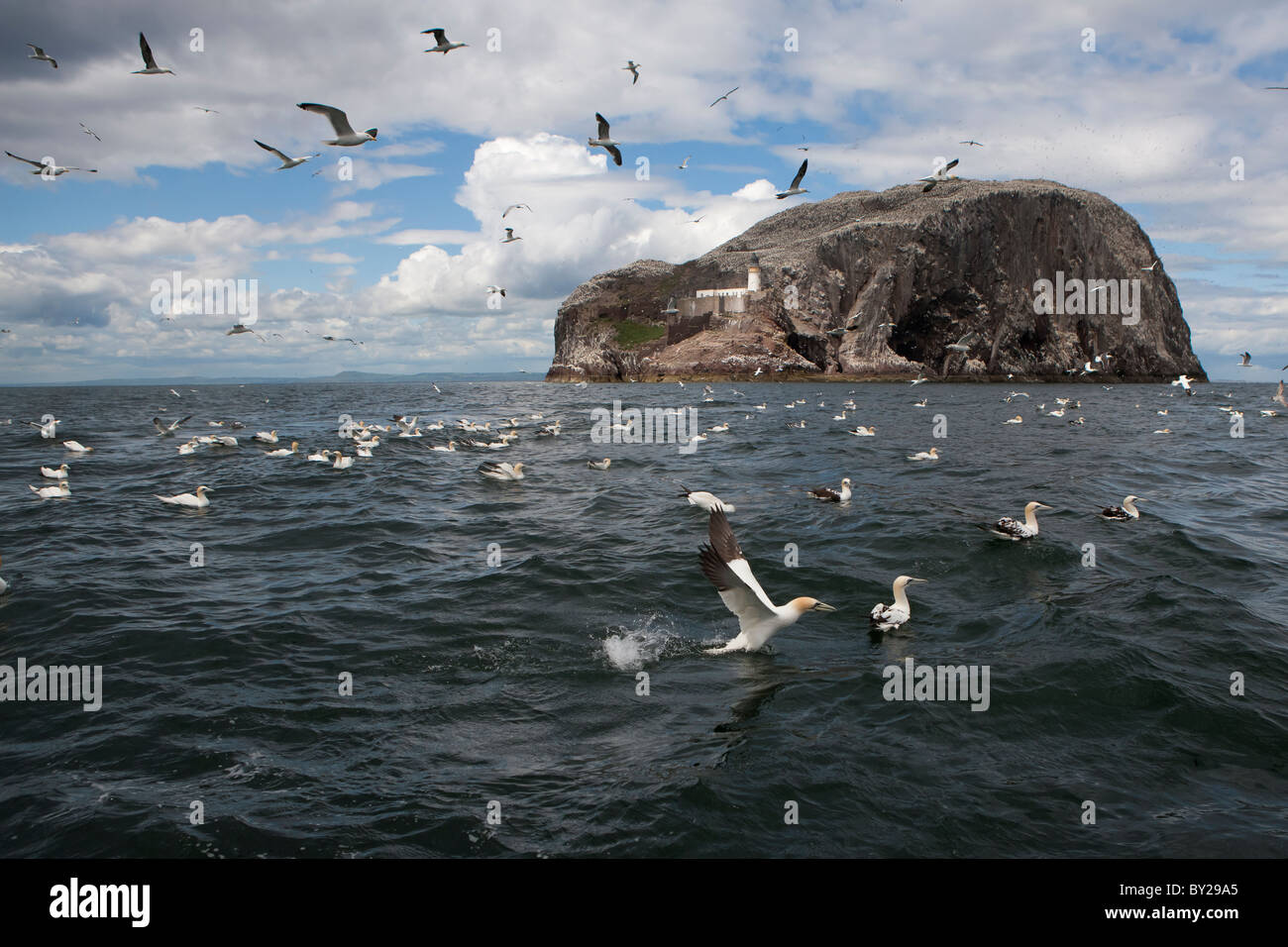 Gannets Plunge Diving Hi Res Stock Photography And Images Alamy