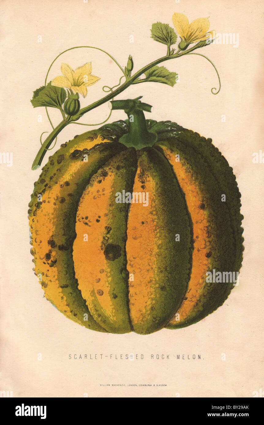 Yellow flowered, scarlet-fleshed rock melon or cantaloupe, Cucumis melo ...