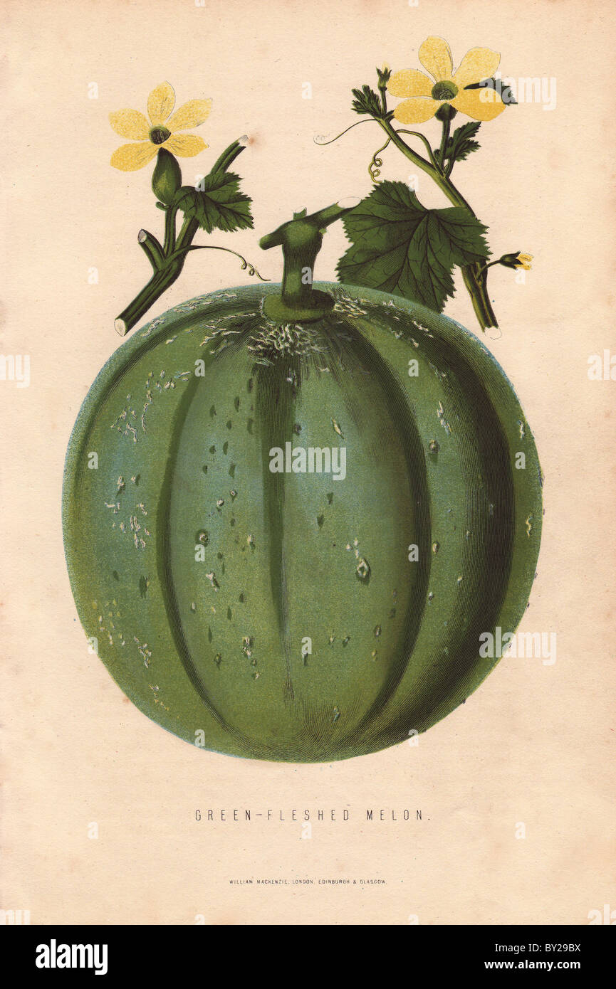 Melon flowers hi-res stock photography and images - Alamy