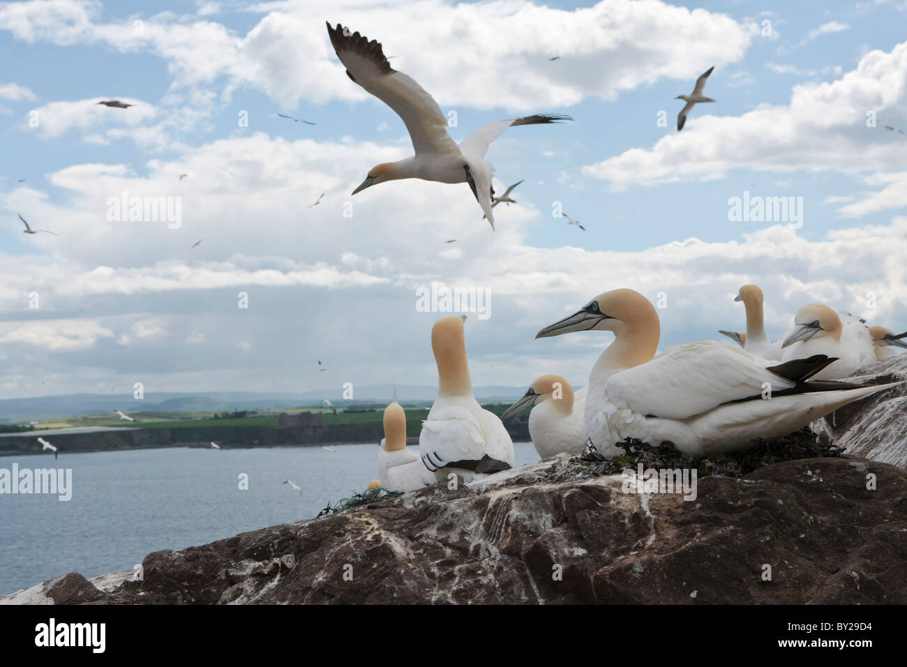 Gannets Plunge Diving Hi Res Stock Photography And Images Alamy