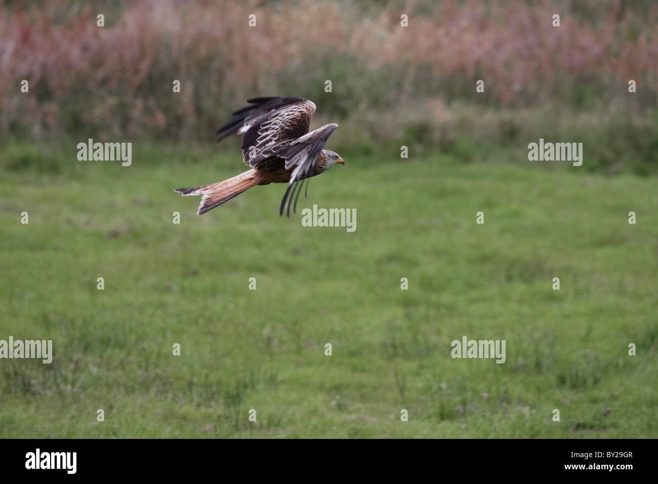 Red kite in flight hi-res stock photography and images - Alamy