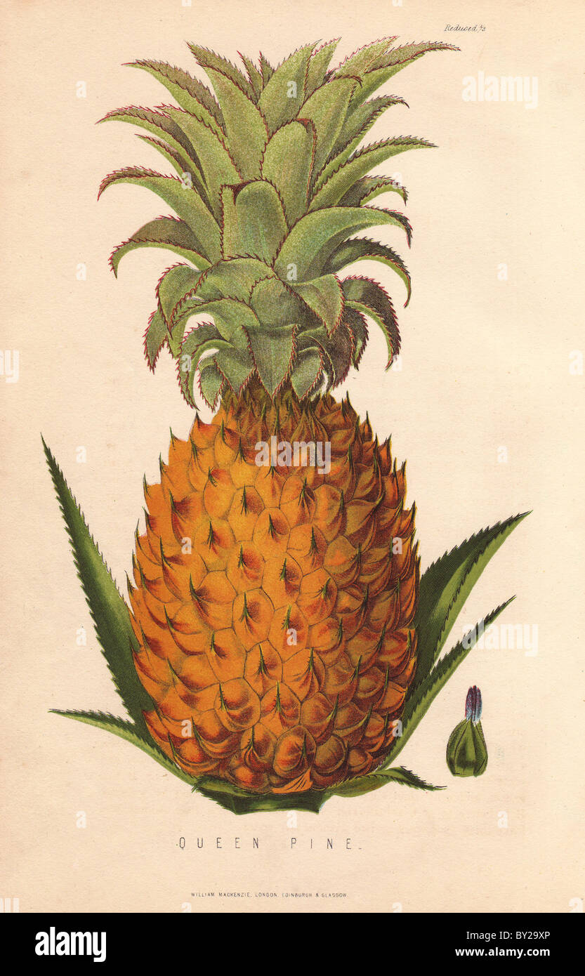 Pineapple fruit ananas sativus hi-res stock photography and images - Alamy