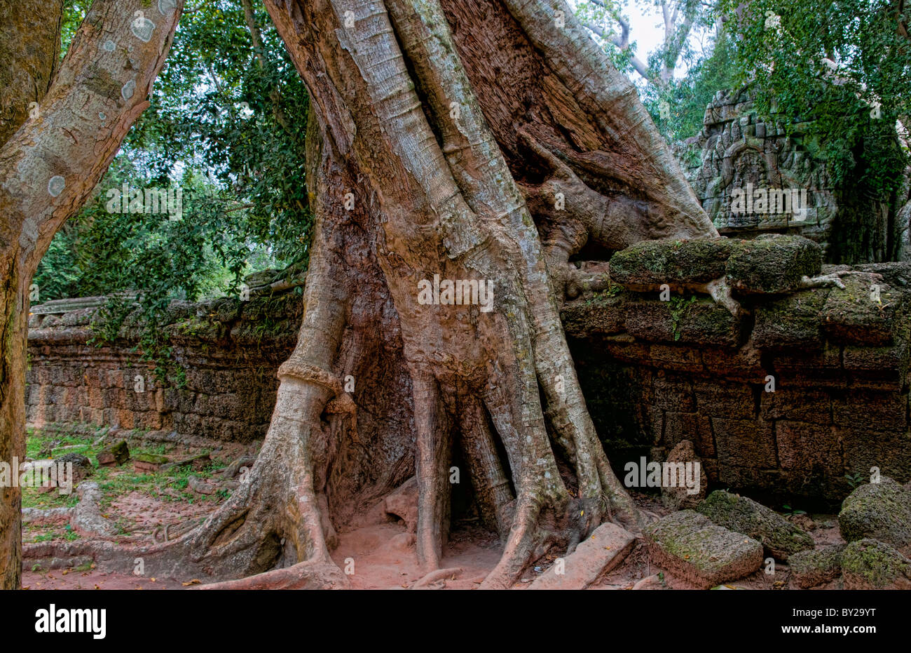 Banyan tree overgrown over anciset walls temple at Ta Prohm near Anglor ...