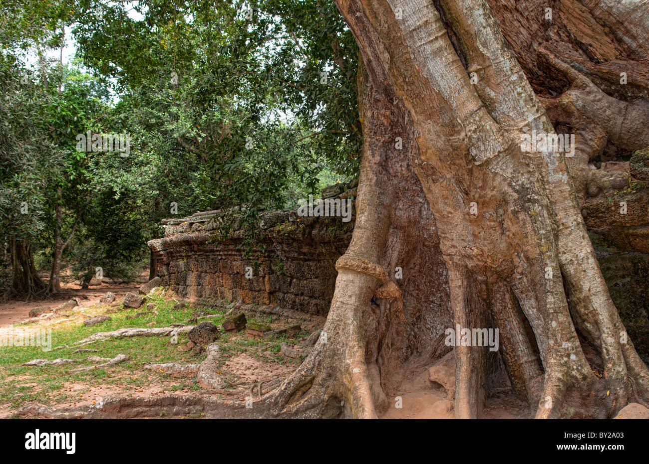 Banyan tree overgrown over anciset walls temple at Ta Prohm near Anglor ...