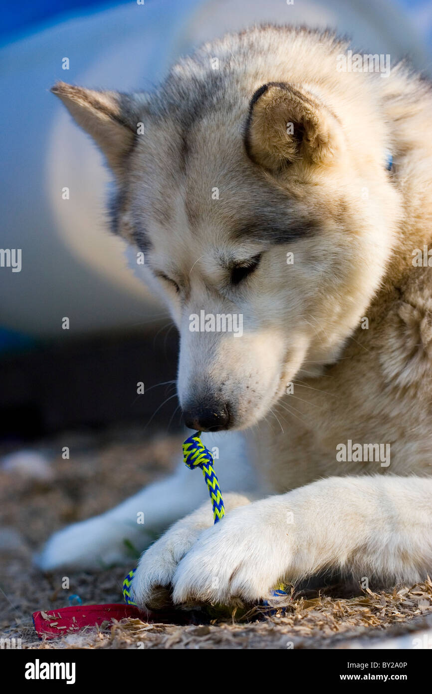 The dog plays hi-res stock photography and images - Alamy