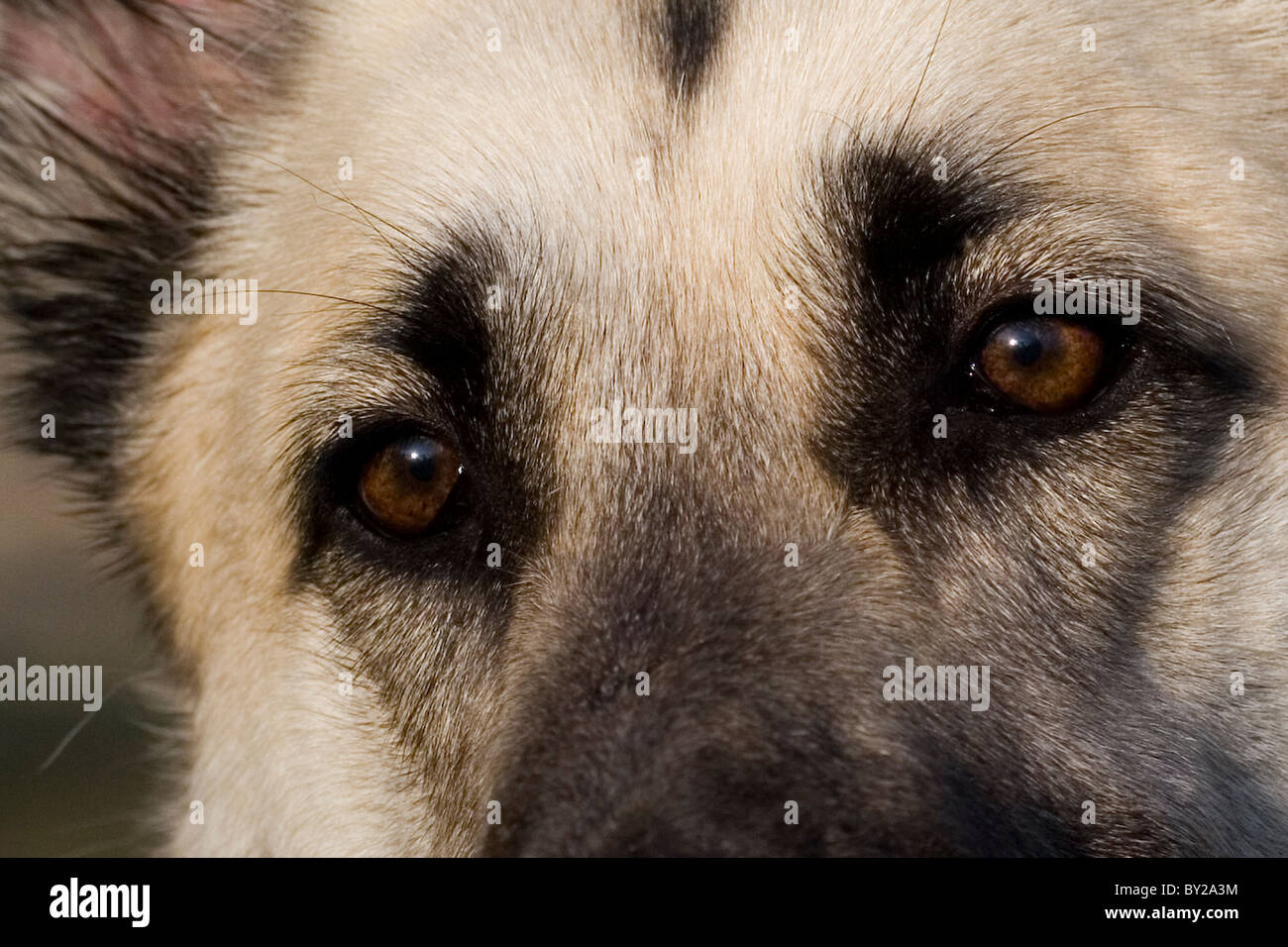 German shepherd dog face up close, close-up, brown eyes Stock Photo - Alamy
