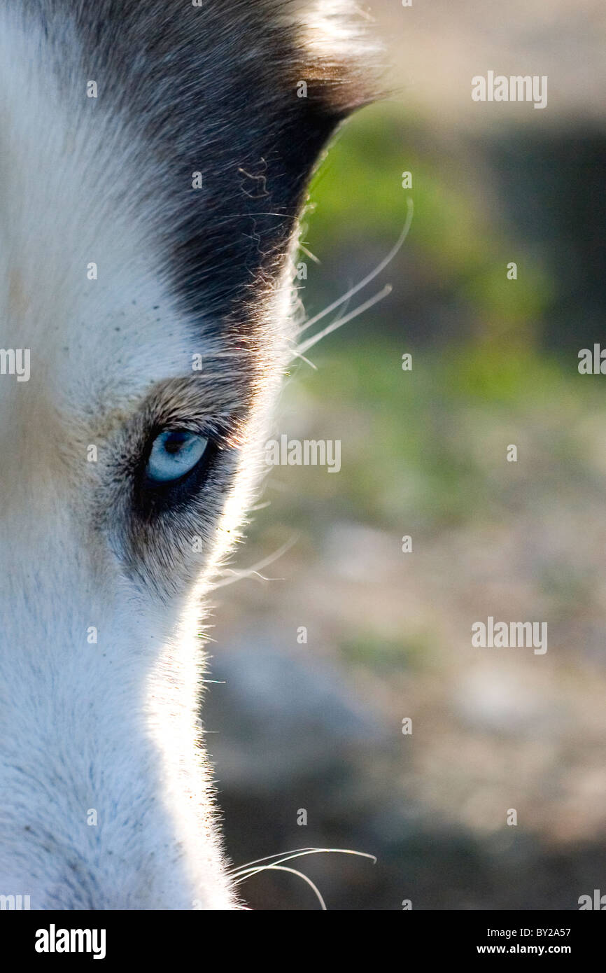 Siberian husky dog eye close-up, blue eye Stock Photo - Alamy
