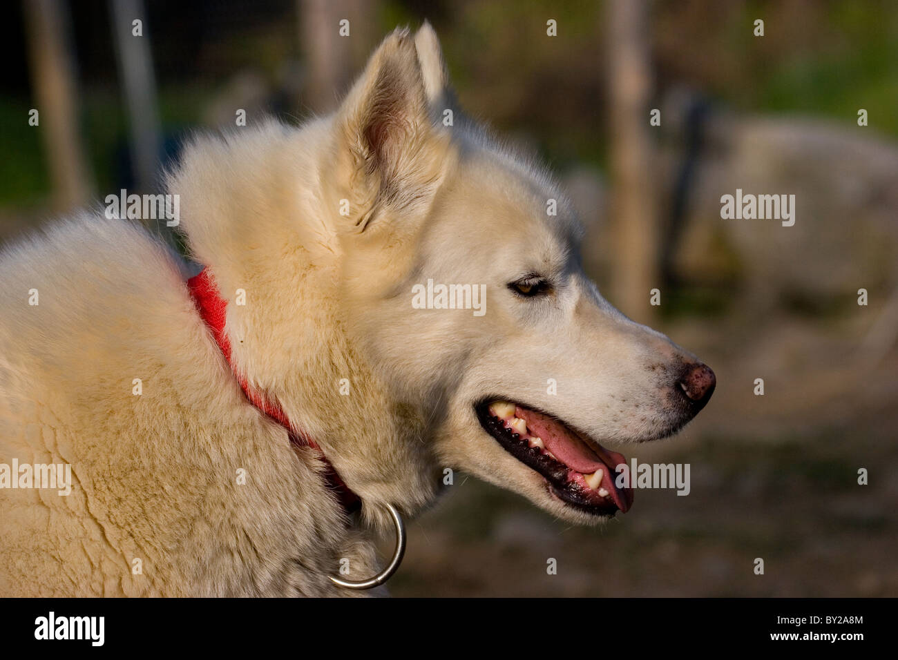 Husky profile hi-res stock photography and images - Alamy