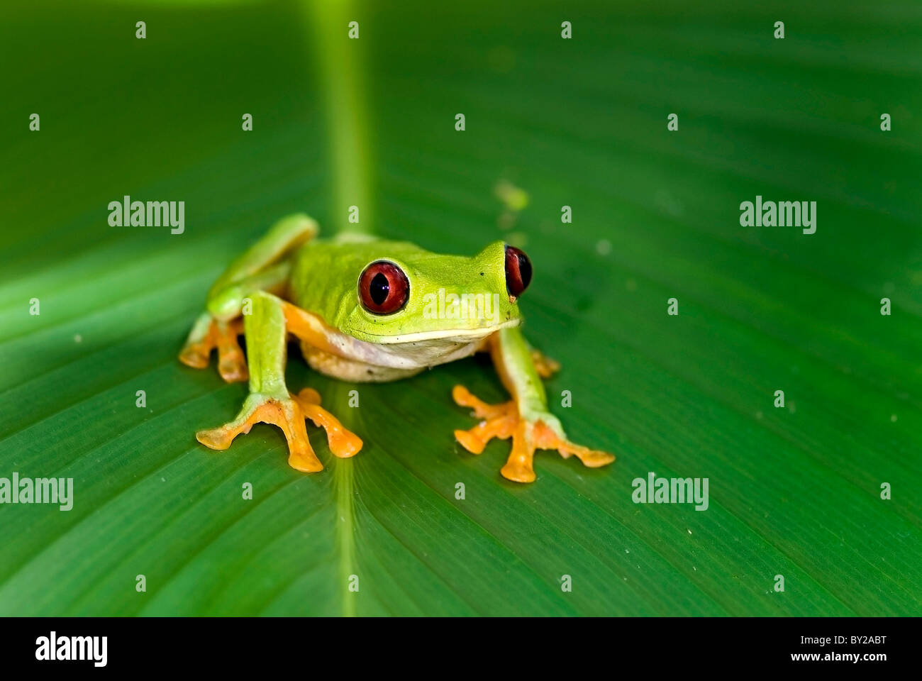 Red Eyed tree Frog "Agalychnis callidryas" from Costa Rica Stock Photo ...