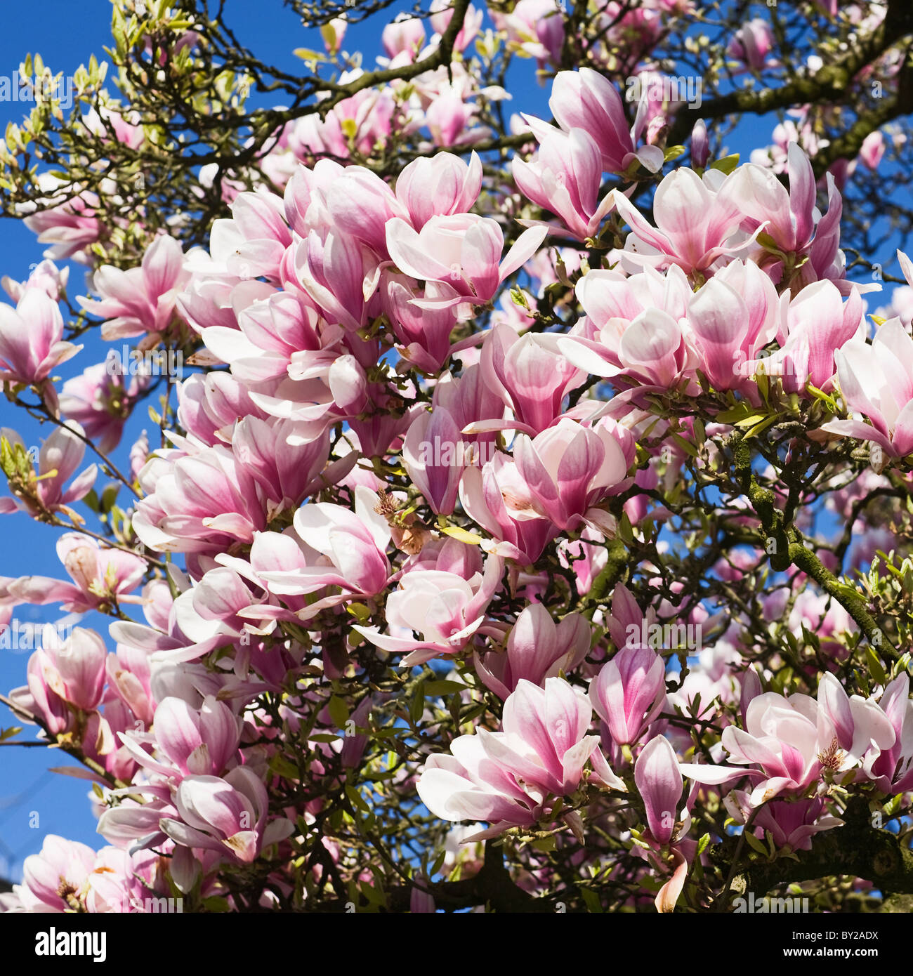 Pink magnolia blossoms in spring Stock Photo - Alamy