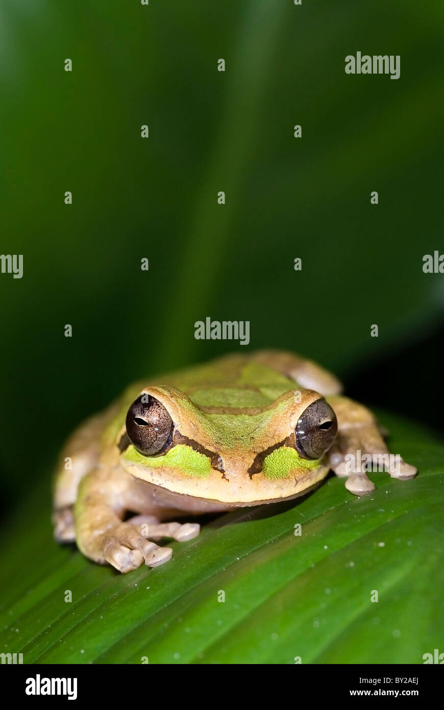 Masked tree frog, "Smilisca phaeota" frog costa rica Stock Photo - Alamy