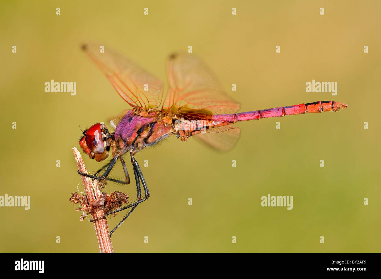 Violet Dropwing dragonfly "Trithemis annulata" male, Portugal Stock ...