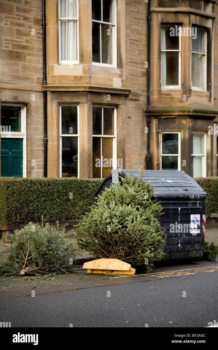 End of the festive season. Dumped Christmas trees waiting for the ...
