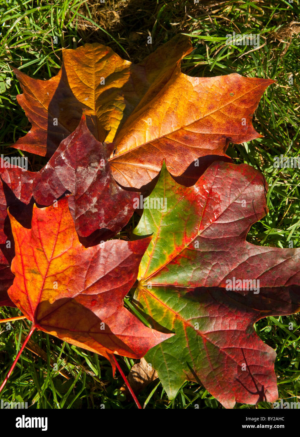 A group of autumn leaves on the ground Stock Photo - Alamy
