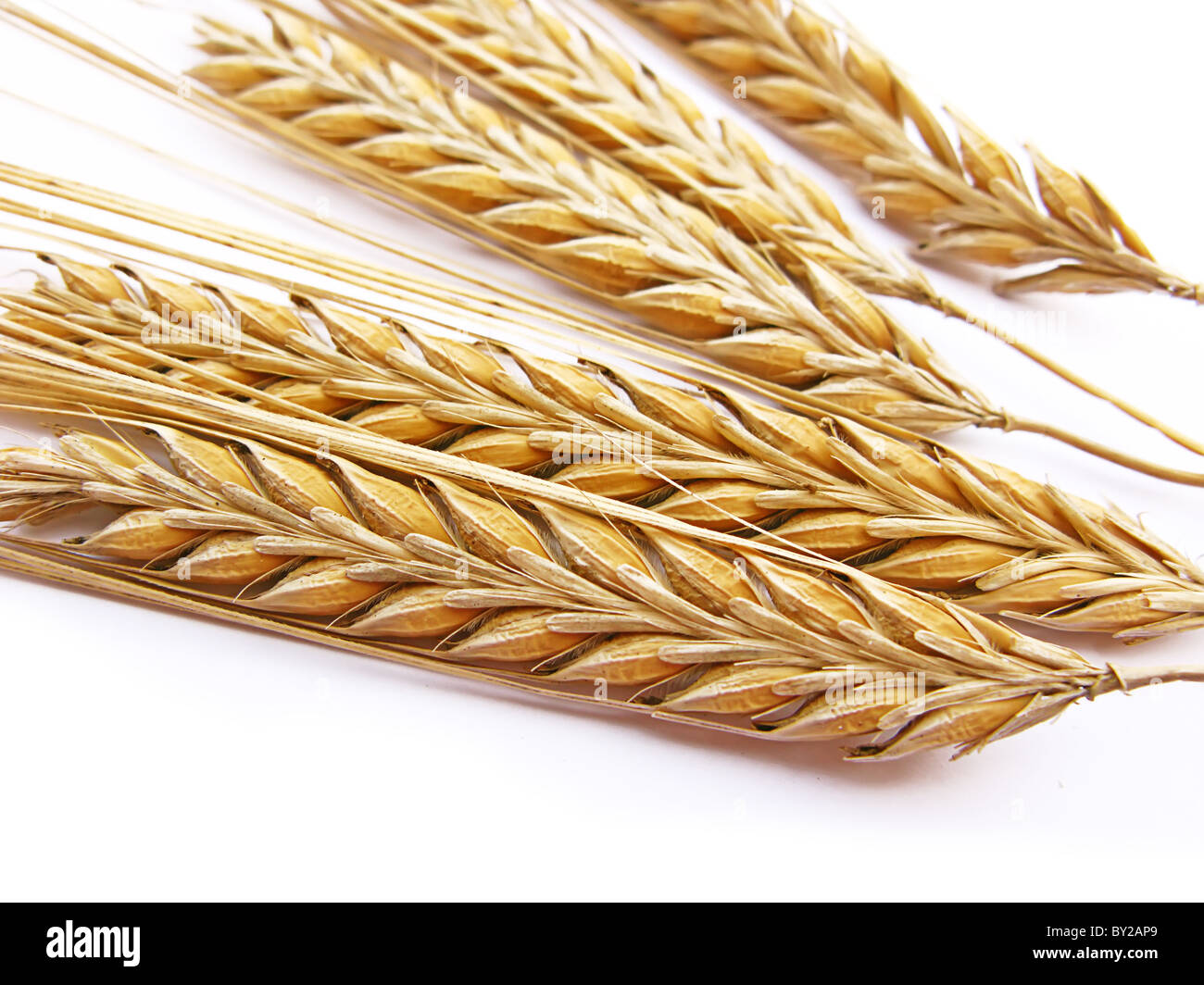 Wheat stalks isolated in white background Stock Photo - Alamy