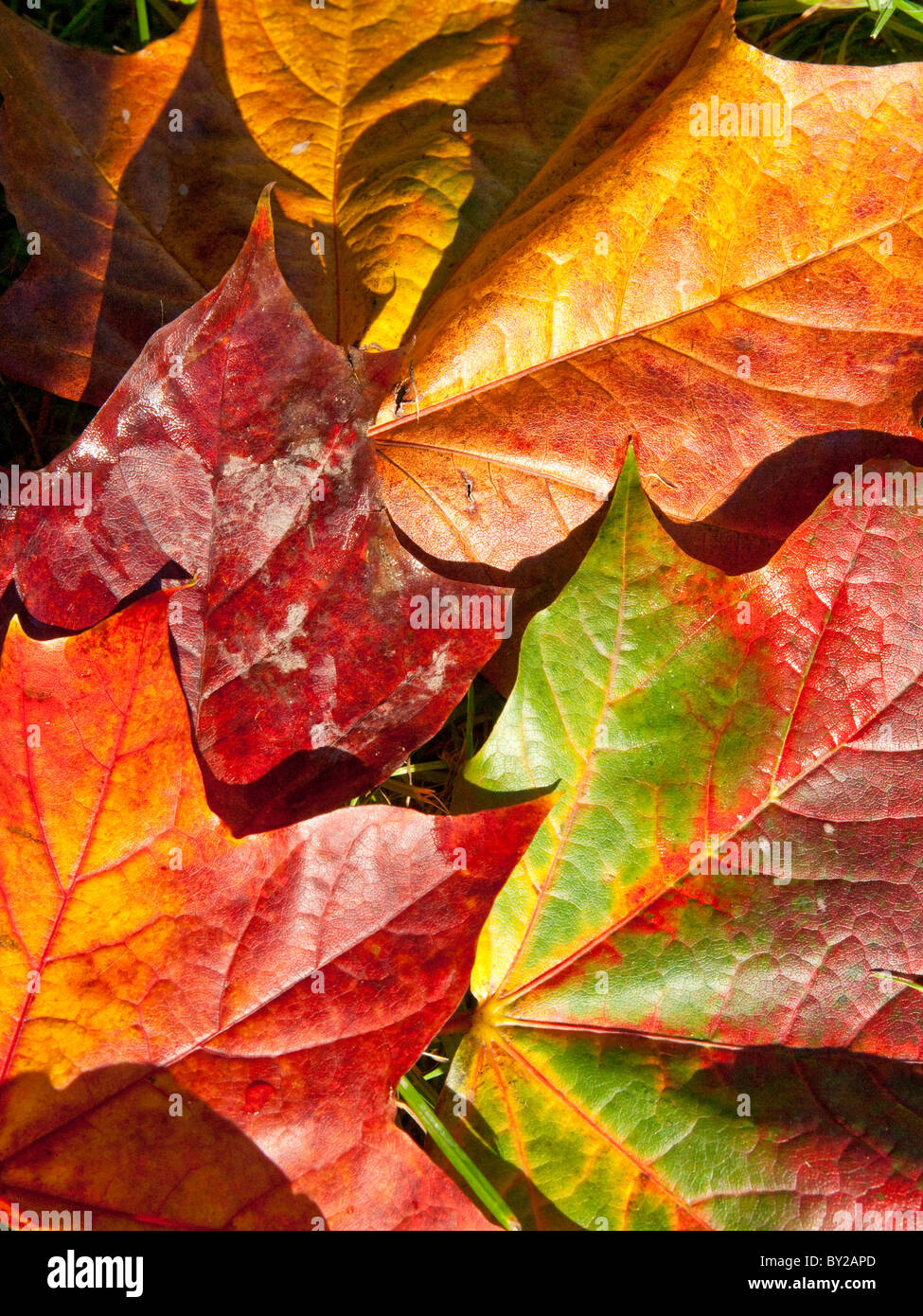 Golden sycamore leaf hi-res stock photography and images - Alamy