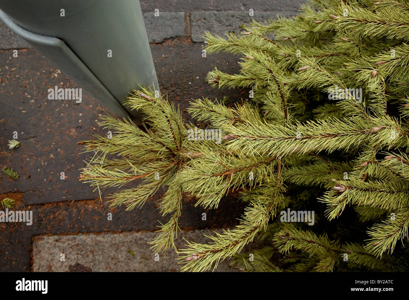 End of the festive season. Dumped Christmas trees waiting for the ...